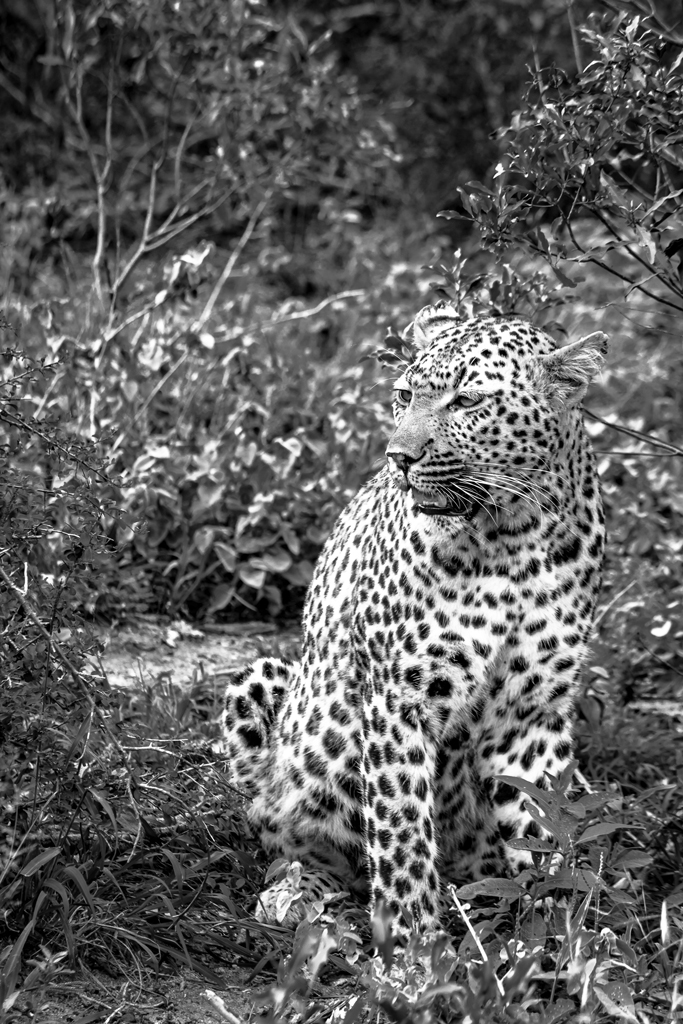 Leopard Surprise Outside the Lodge at Chitwa | Chitwa Chitwa